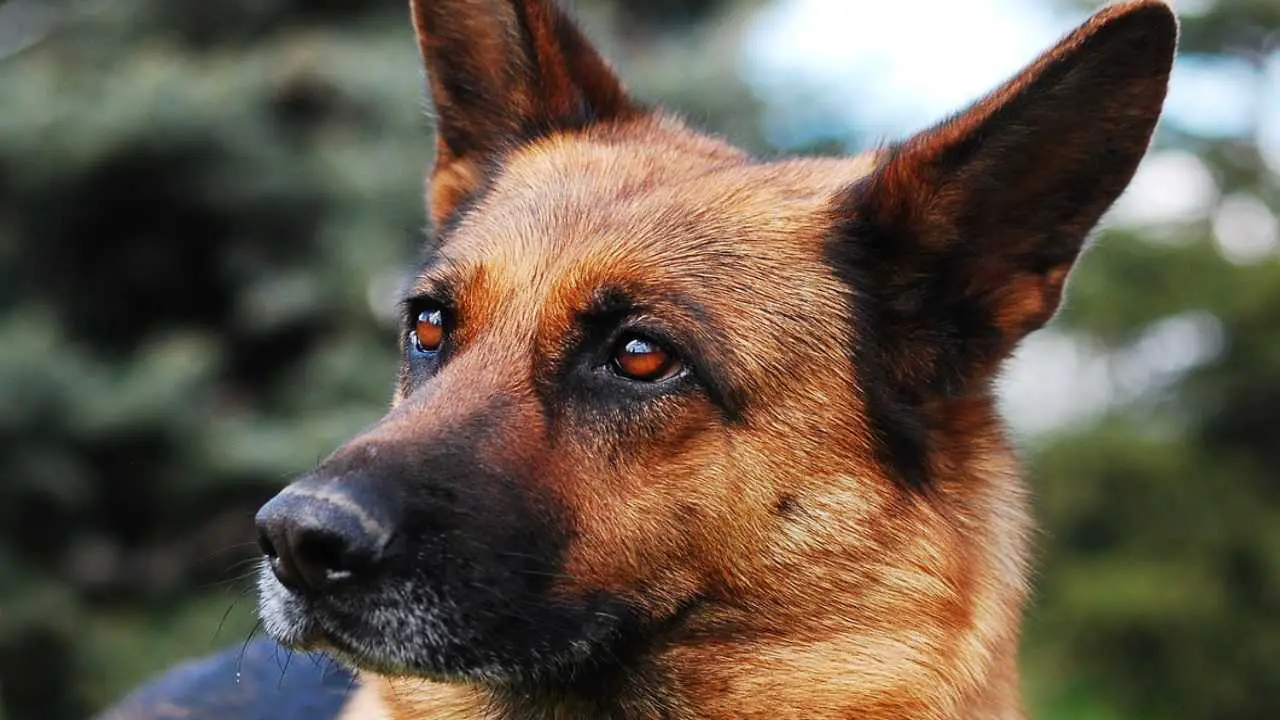 Perro robado encontrado en la zona nómada: entregado al propietario ...