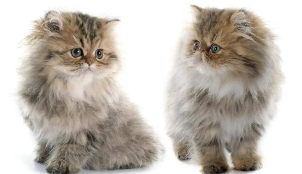 Diferencia entre persa e himalaya: cómo reconocer las dos razas - Vida ...