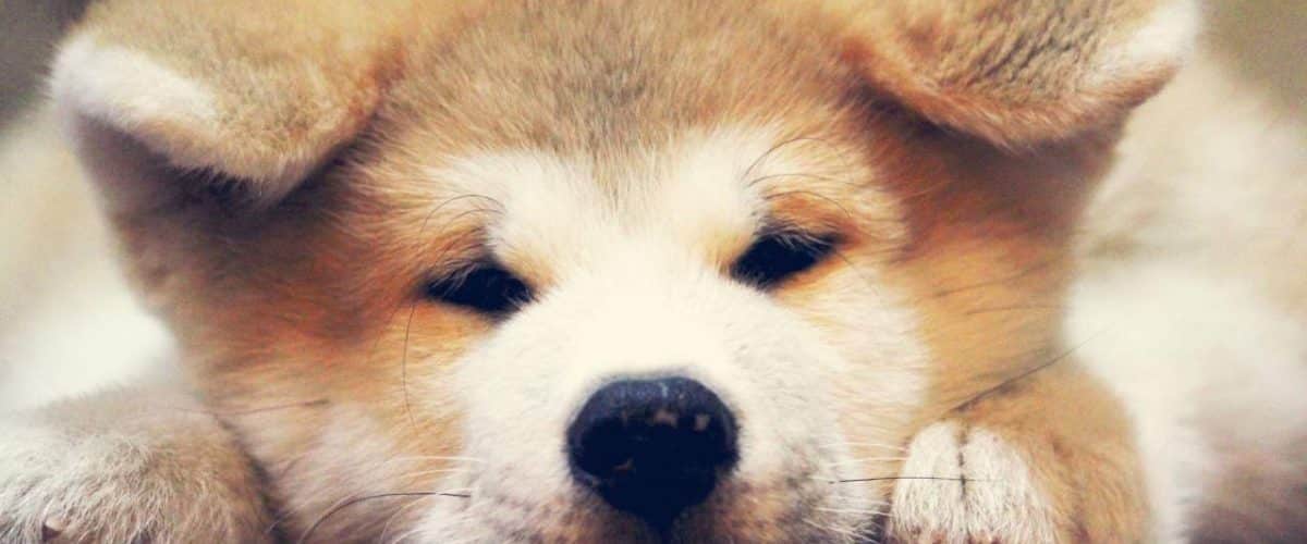 Microftalmia en perros: causas, síntomas y terapia ️ Vida con Mascotas ️