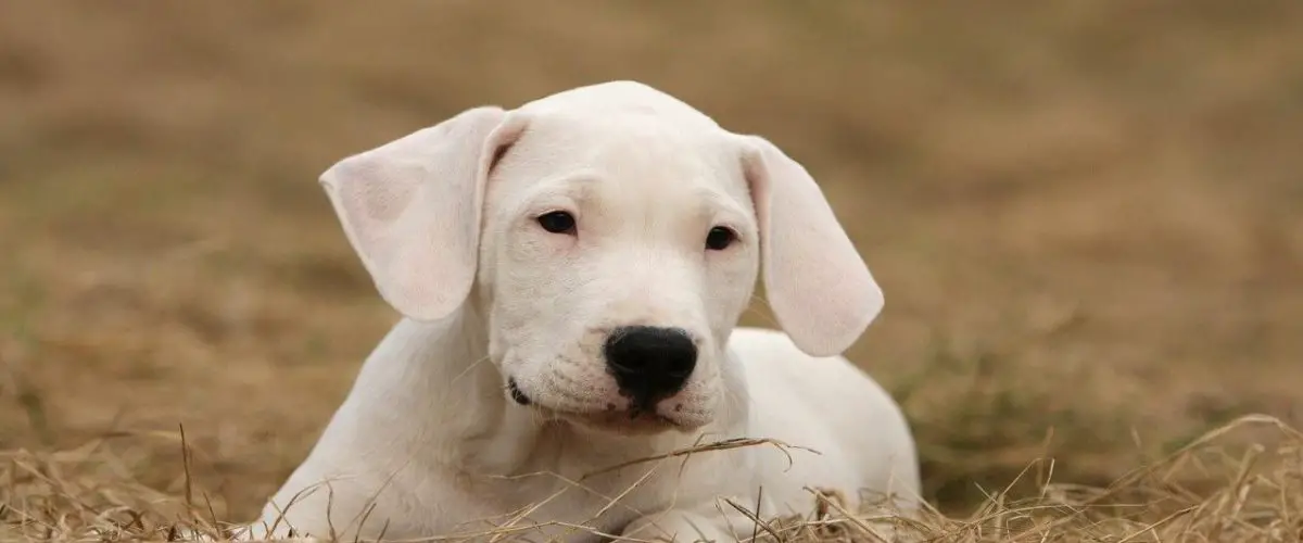 Perros de origen argentino: que se encuentran entre extintos y vivos ...