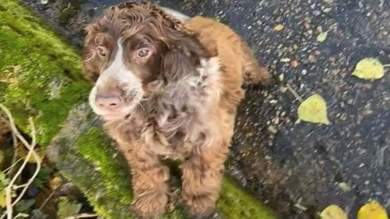 Bruno el perro secuestrado dos veces finalmente llega a casa (FOTO ...