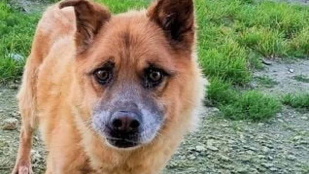 Edo, el perro que tuvo un derrame cerebral: ahora ya no puede quedarse ...
