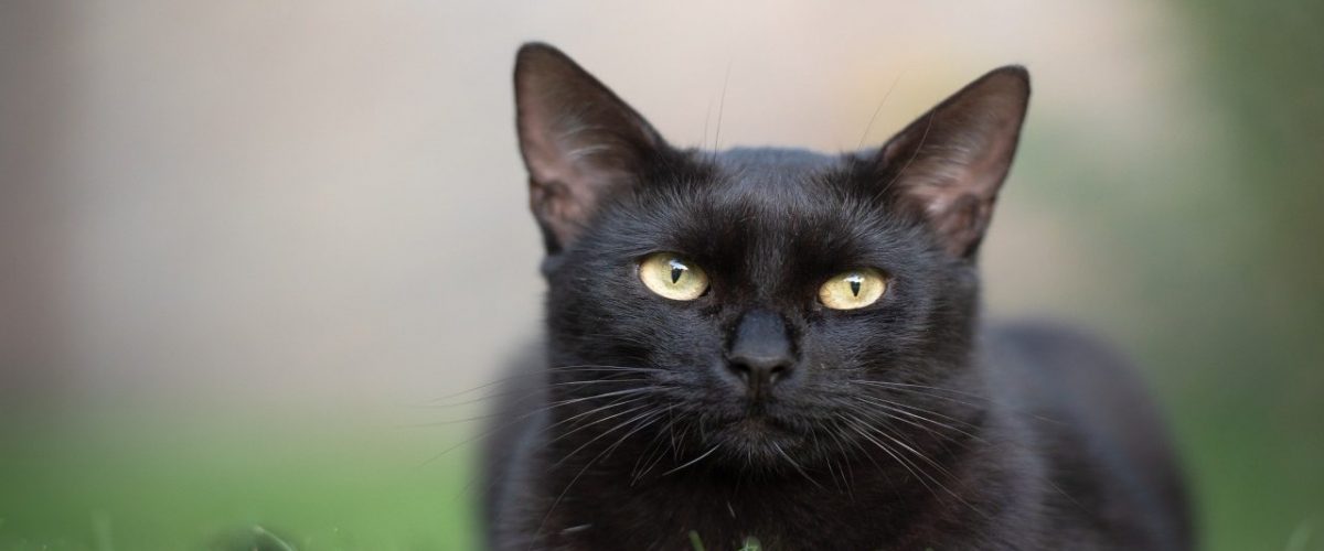 Razas de gatos negros: los 3 felinos más comunes ️ Vida con Mascotas ️
