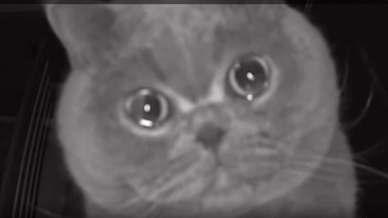China: gato llora porque lo dejaron solo en casa - VIDEO - Vida con ...