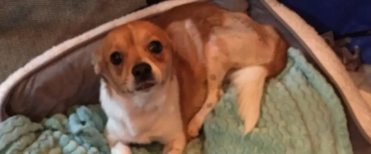 Jim, el perro sin pata adoptado por "su" veterinario ️ Vida con Mascotas ️