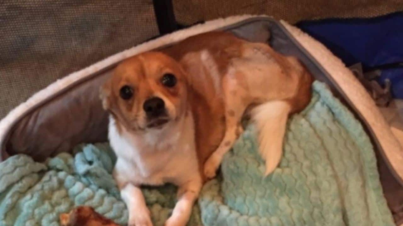 Jim, el perro sin pata adoptado por "su" veterinario - Vida con Mascotas ️