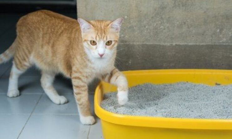 ¿Con qué frecuencia hacen caca los gatos? Qué saber sobre la salud del ...