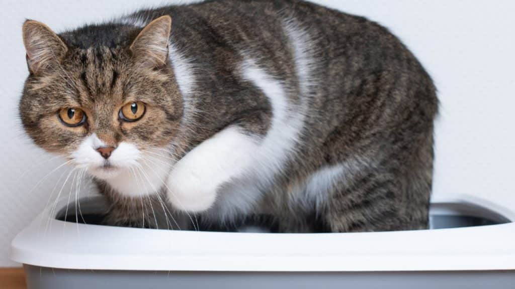 ¿Con qué frecuencia hacen caca los gatos? Qué saber sobre la salud del ...