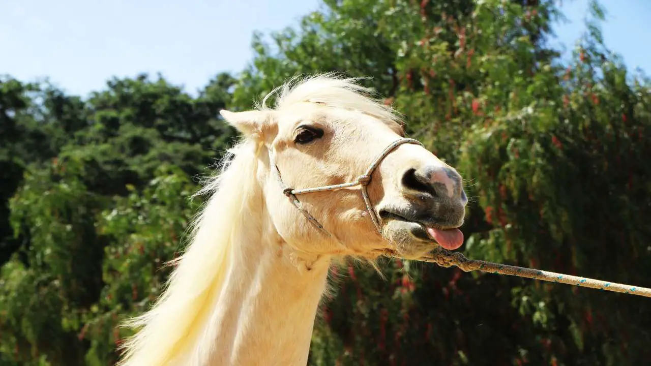 El caballo nos lame: las razones por las que el equino se comporta de ...