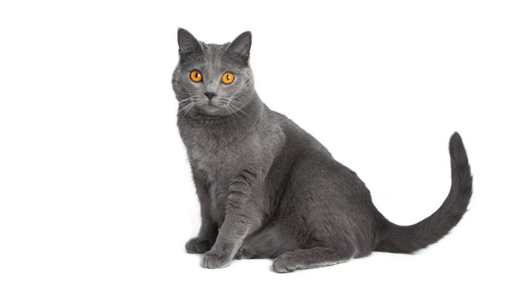 Gato Chartreux: carácter, precio, salud, nutrición, gatitos - Vida con ...