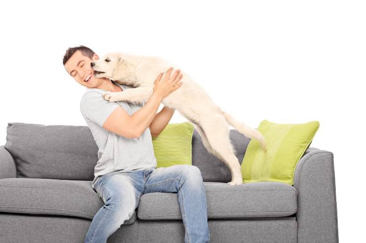 ¿El saludo del perro? ¿Cómo saluda a su dueño y otros perros? - Vida ...