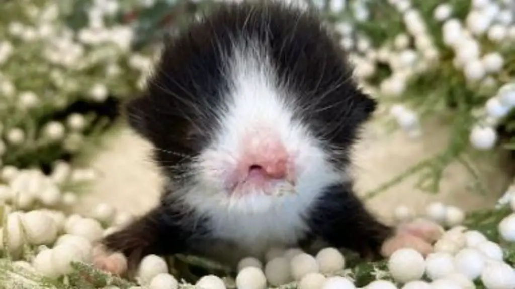 El Gato Que Nació Sin Ojos Logra Sobrevivir Después De Ser Encontrado