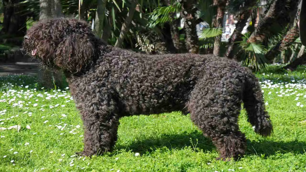 Cuidado del cabello de Barbet: todo sobre su cuidado y los errores a ...