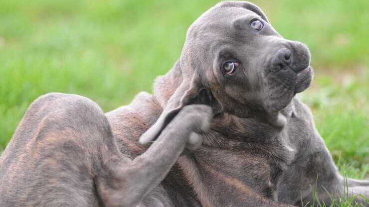 Tímpano perforado en perros, ¿que es? Causas y posibles riesgos para ...