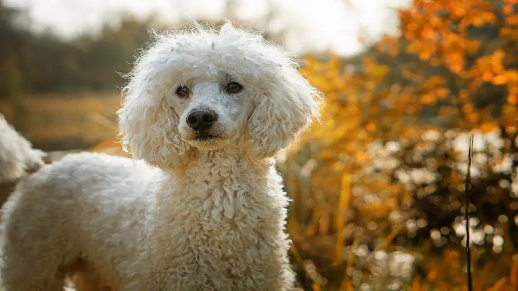Razas compatibles con el Poodle: con qué perros se llevan mejor y qué ...