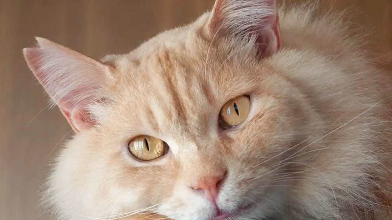 El gato Chataro completa su transformación en cuatro años - Vida con ...