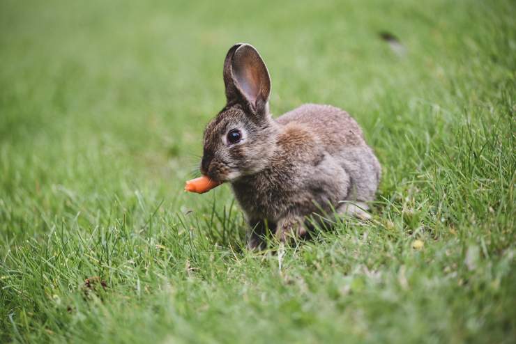 ¿Puede el conejo comer pasta? ¿Existe algún riesgo para el animal ...