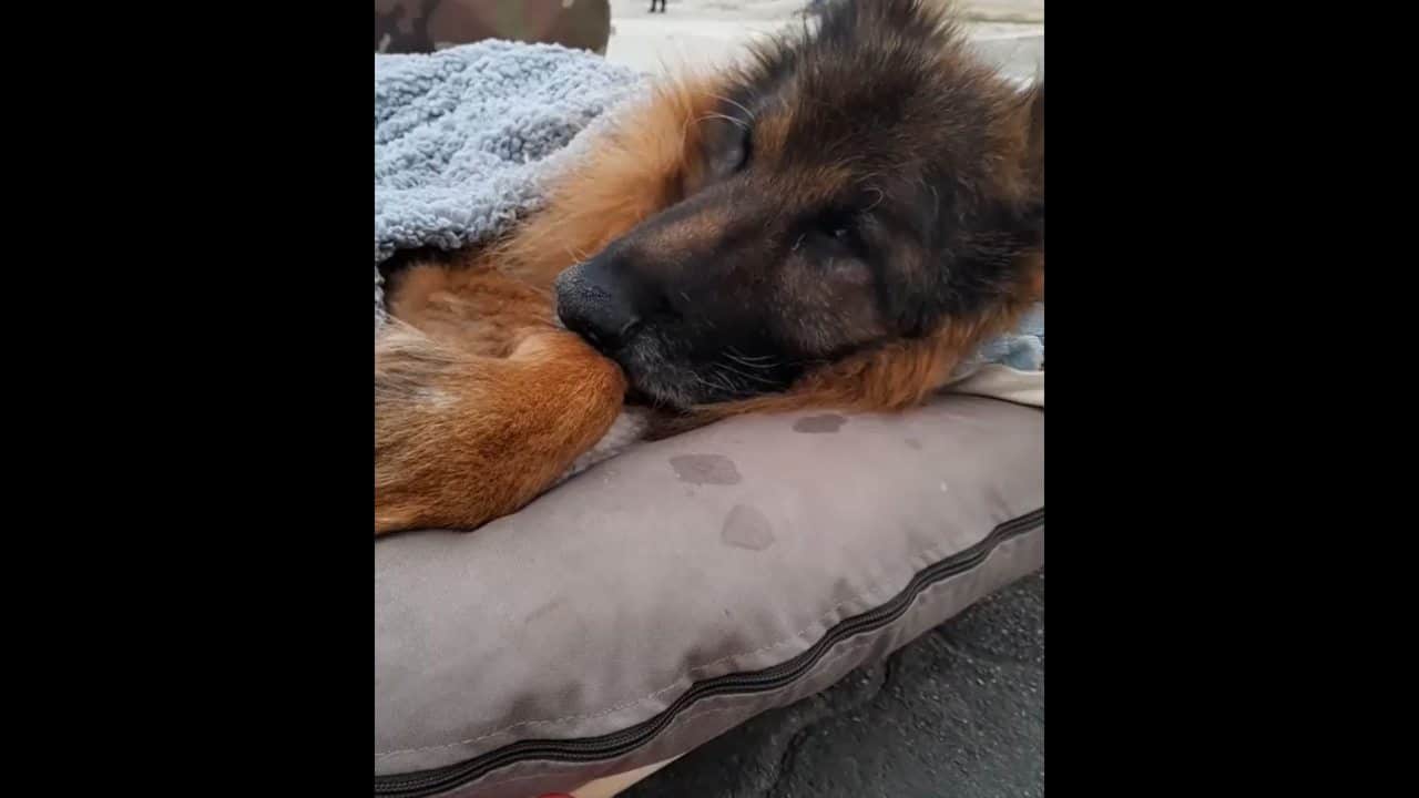Perro moribundo paralizado llevado al mar por última vez - VIDEO - Vida ...