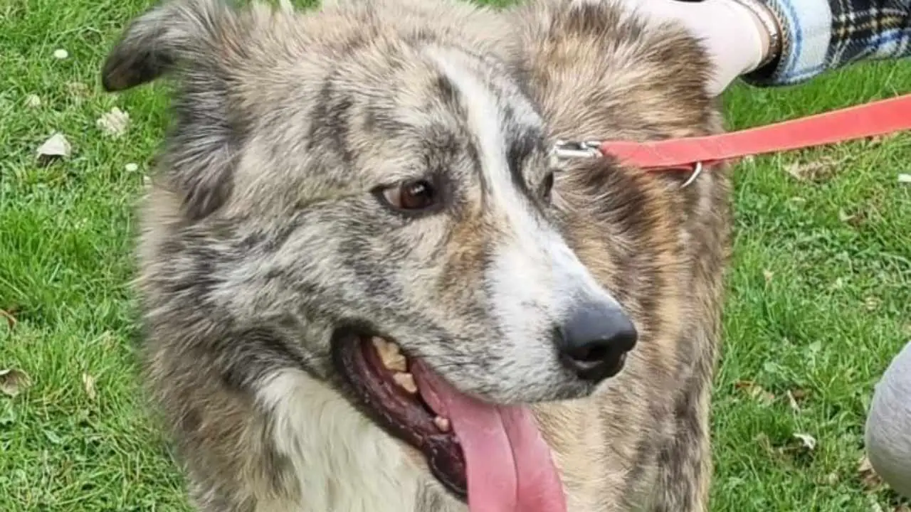 El perro Gio, rescatado durante una redada brutal: buscando casa ...