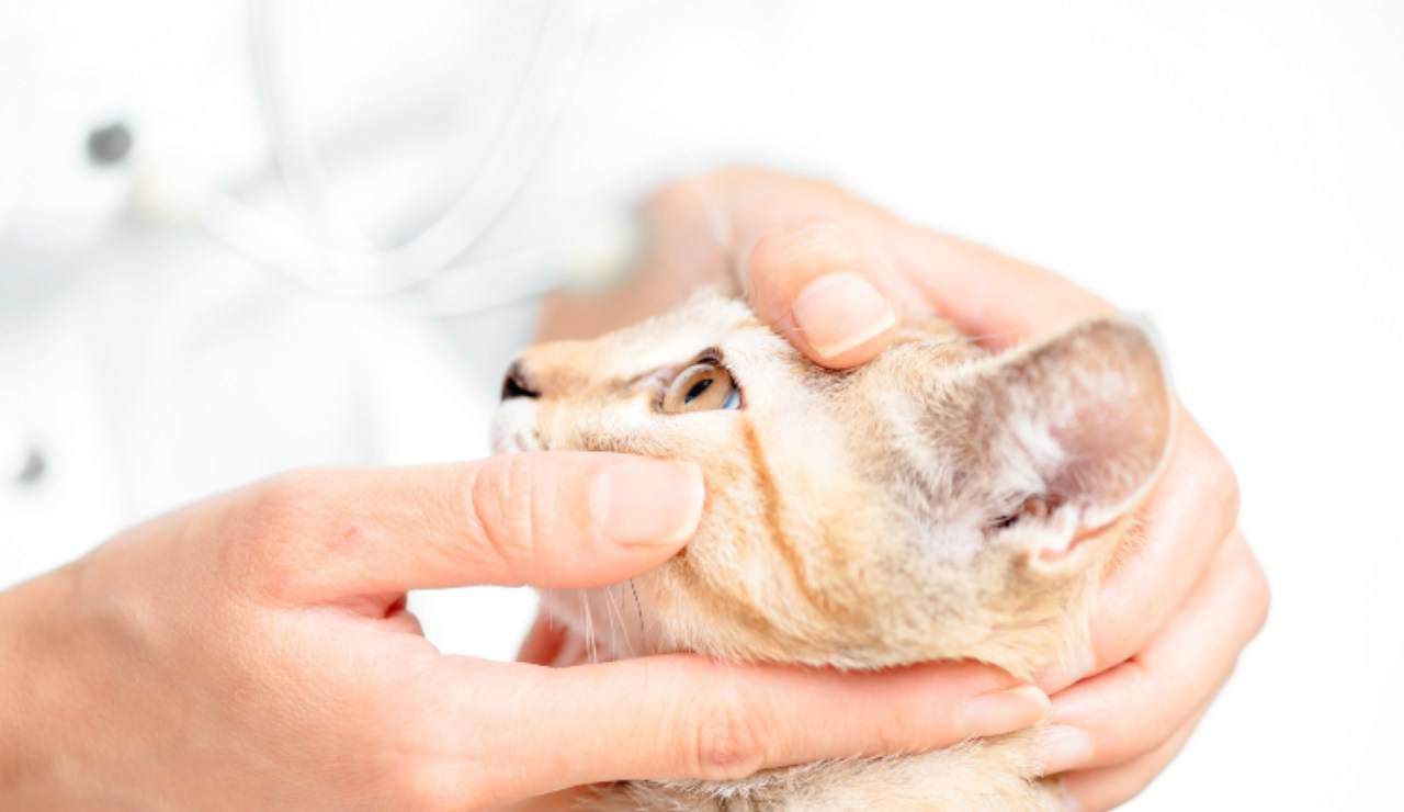 Enoftalmos en gatos: causas, síntomas y tratamiento - Vida con Mascotas ️