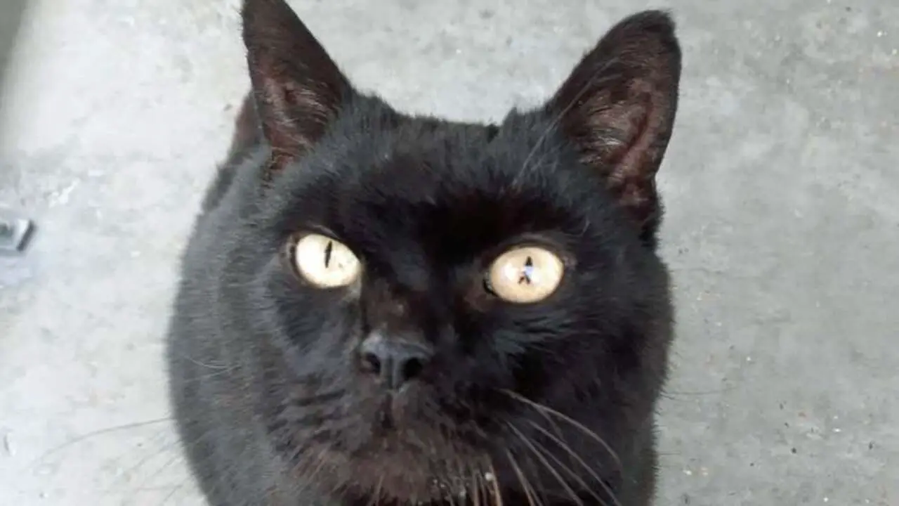 El gato perdido regresa a casa después de 14 años y se reencuentra con ...