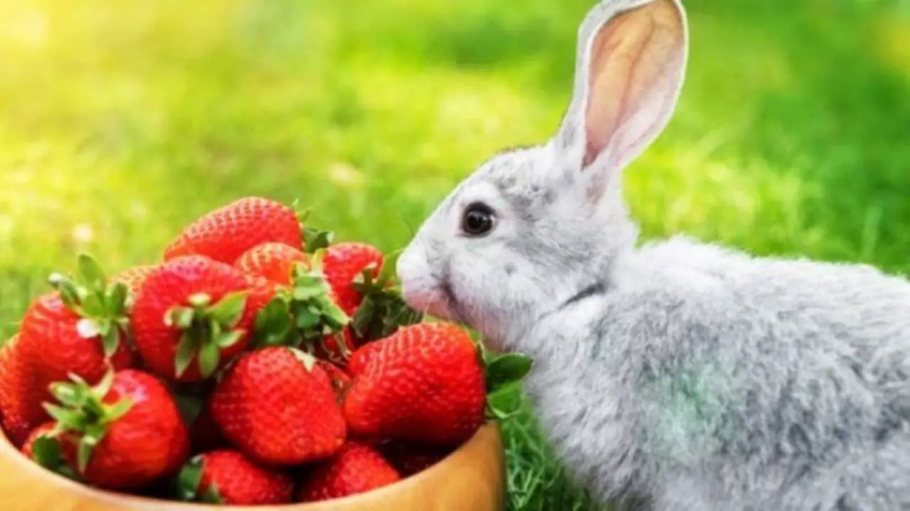 ¿Puede el conejo comer fresas? Beneficios y perjuicios de esta fruta ...