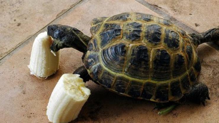¿Puede la tortuga comer plátano? Beneficios y riesgos - Vida con Mascotas ️