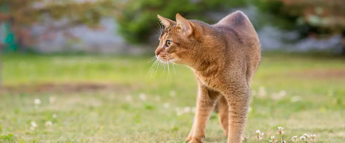 Las razas de gatos más rápidas y atléticas del mundo: esto es lo que ...