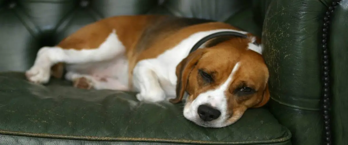 Stranguria en perros: causas, síntomas y tratamiento de la enfermedad ️ ...