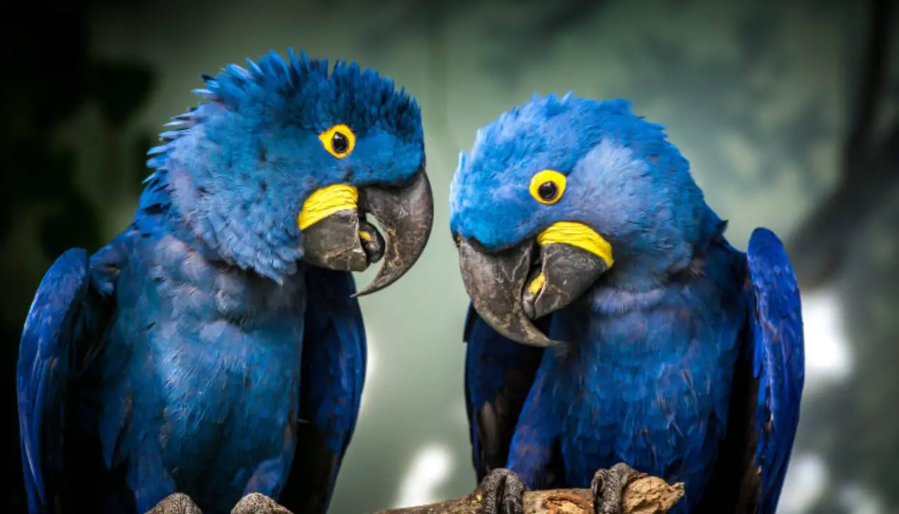 Animales de color azul: características y curiosidades de lo más ...