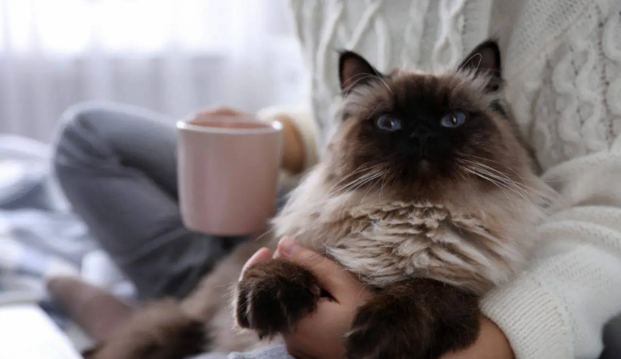 Curiosidades sobre el gato balinés: orígenes y todo lo que necesitas ...