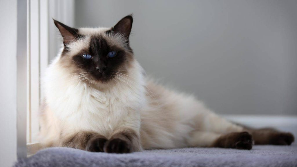Gato balinés: carácter, precio, cuidados, salud, gatitos - Vida con ...