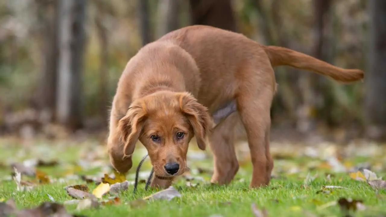 Olor canino: ¿hasta dónde puede oler el perro? - Vida con Mascotas ️