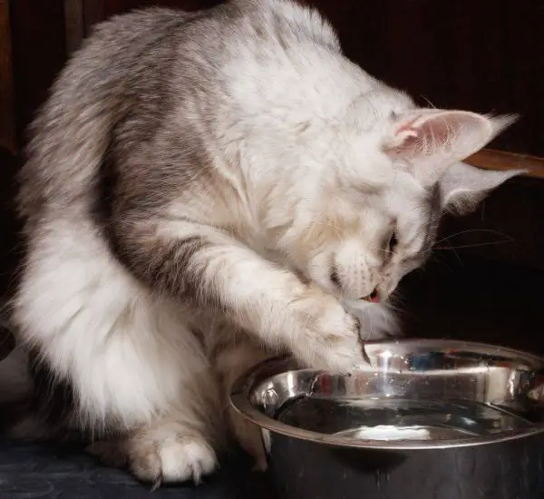 Protuberancia debajo de la piel en los gatos: que puede ser esta ...