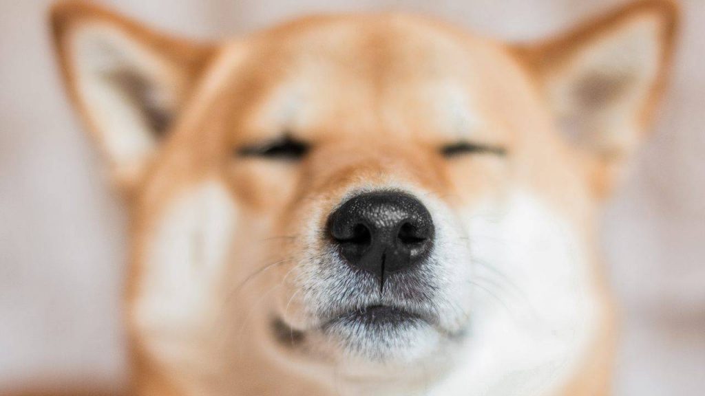 ¿El sentido del olfato o del oído del perro es más potente? Comparación ...