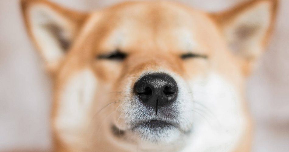 ¿El sentido del olfato o del oído del perro es más potente? Comparación ...