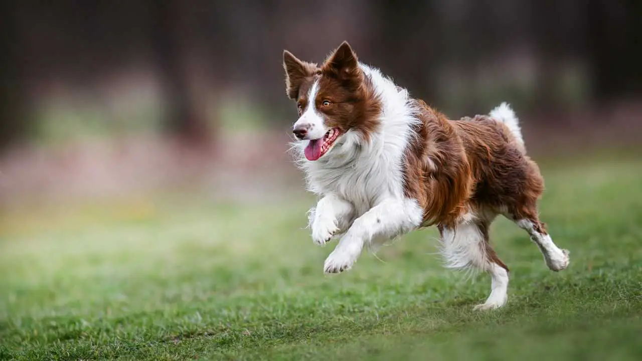 ¿Por qué el perro patea con las patas traseras? Todas las razones ...