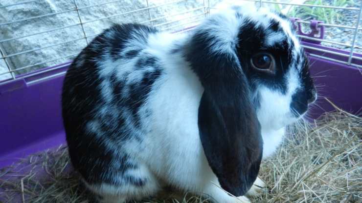 ¿Por qué no bebe el conejo? Las diversas razones y cómo animarlo a ...