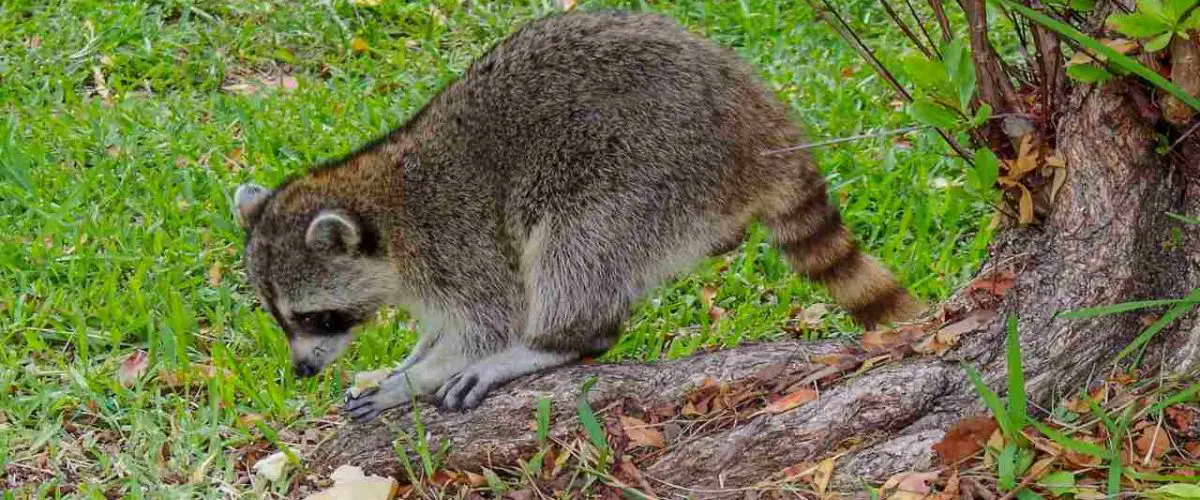 Alimentar al mapache: lo que necesita saber para la salud ️ Vida con ...
