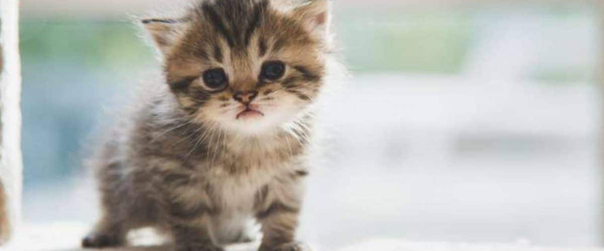 Qué hacer cuando tu gato llora: consejos útiles sobre cómo calmar a tu ...