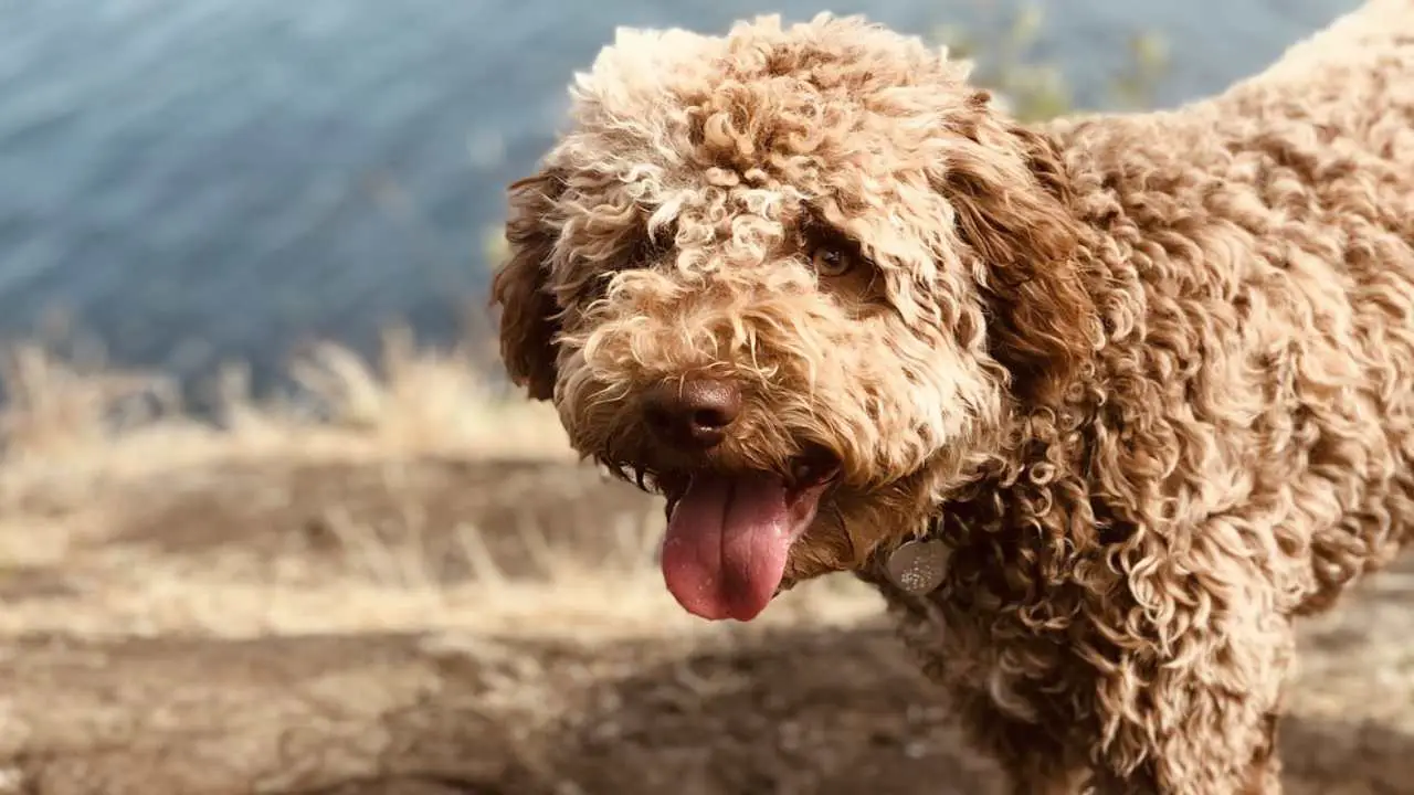 El perro Arì olfatea los bocados envenenados: su misión es "Guardar ...