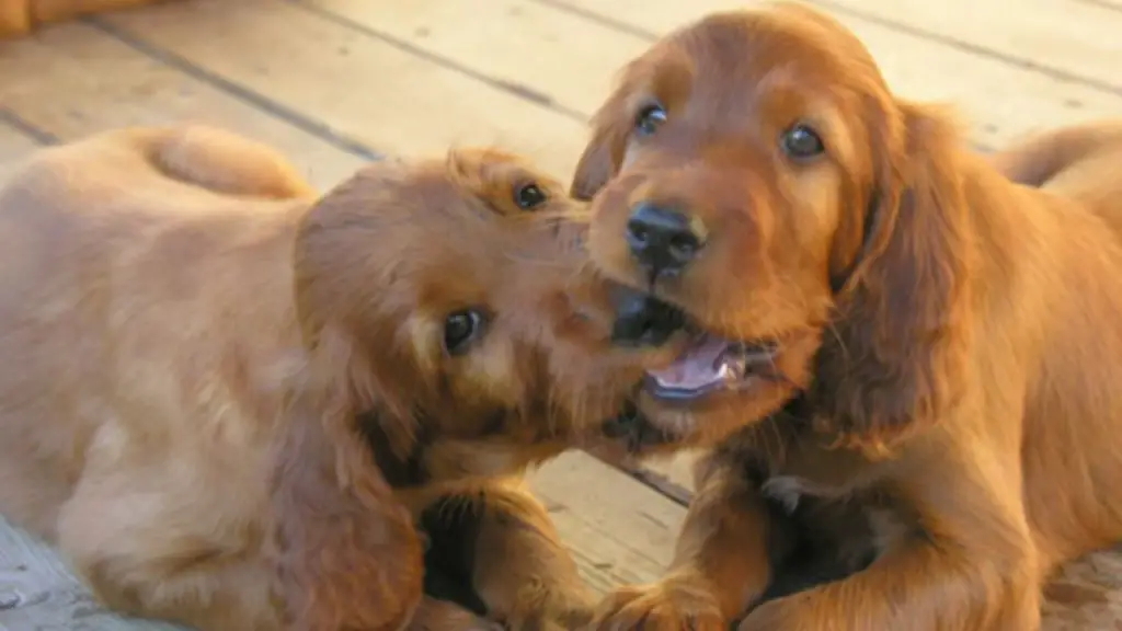 Razas de perros suaves: las más dulces y amigables del mundo - Vida con ...