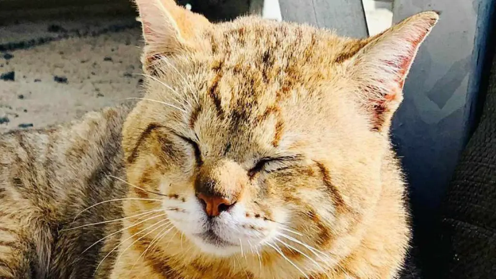El gato que Bubba salvó del sargento: ahora quiere llevárselo a casa ...