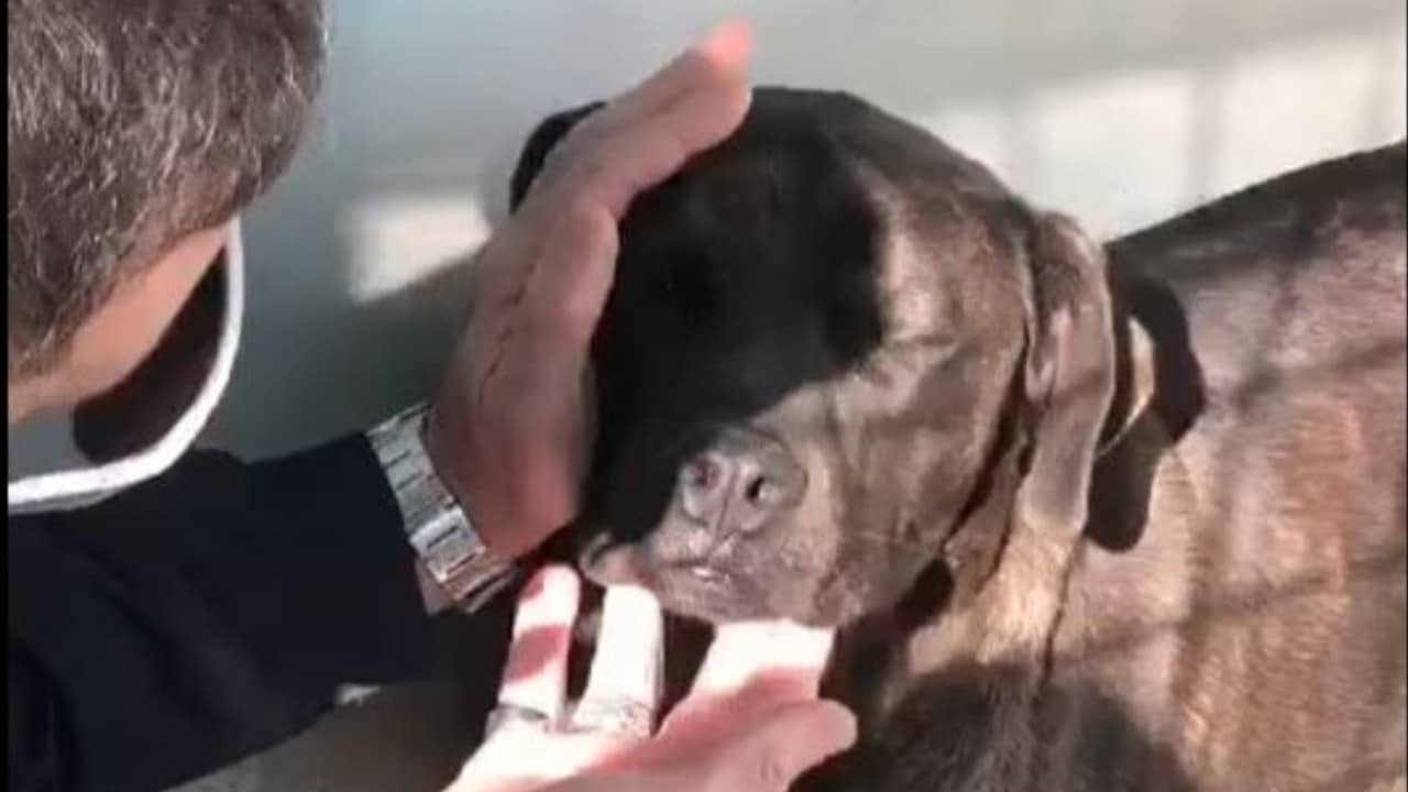 El perro Mare, durante tres años ha "navegado" en el frío y las heladas ...