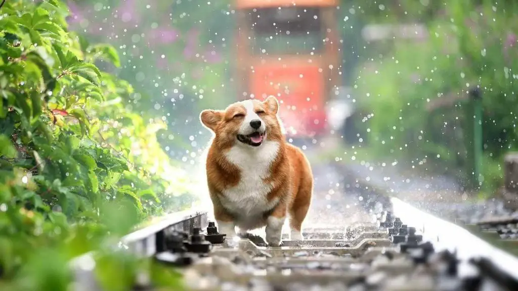 Los cinco sentidos del perro: como usa Fido la vista, el gusto, el ...