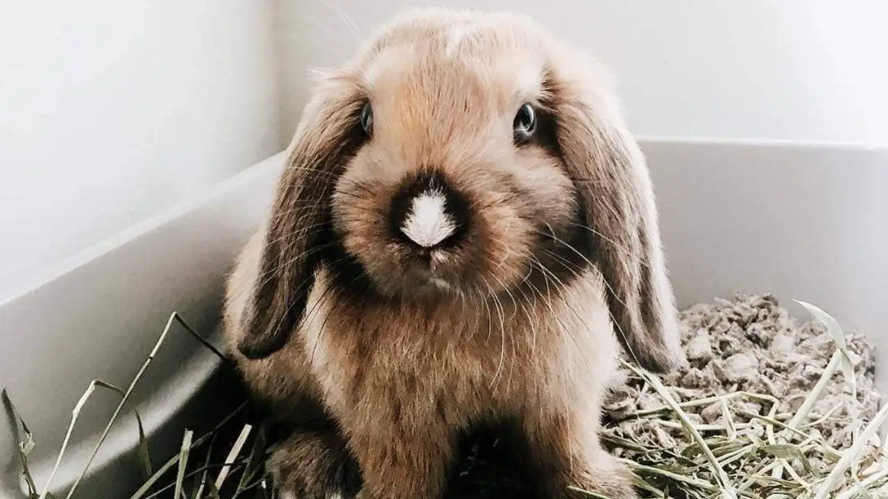 ¿Por qué el conejo no come heno? Las razones y que hacer - Vida con ...