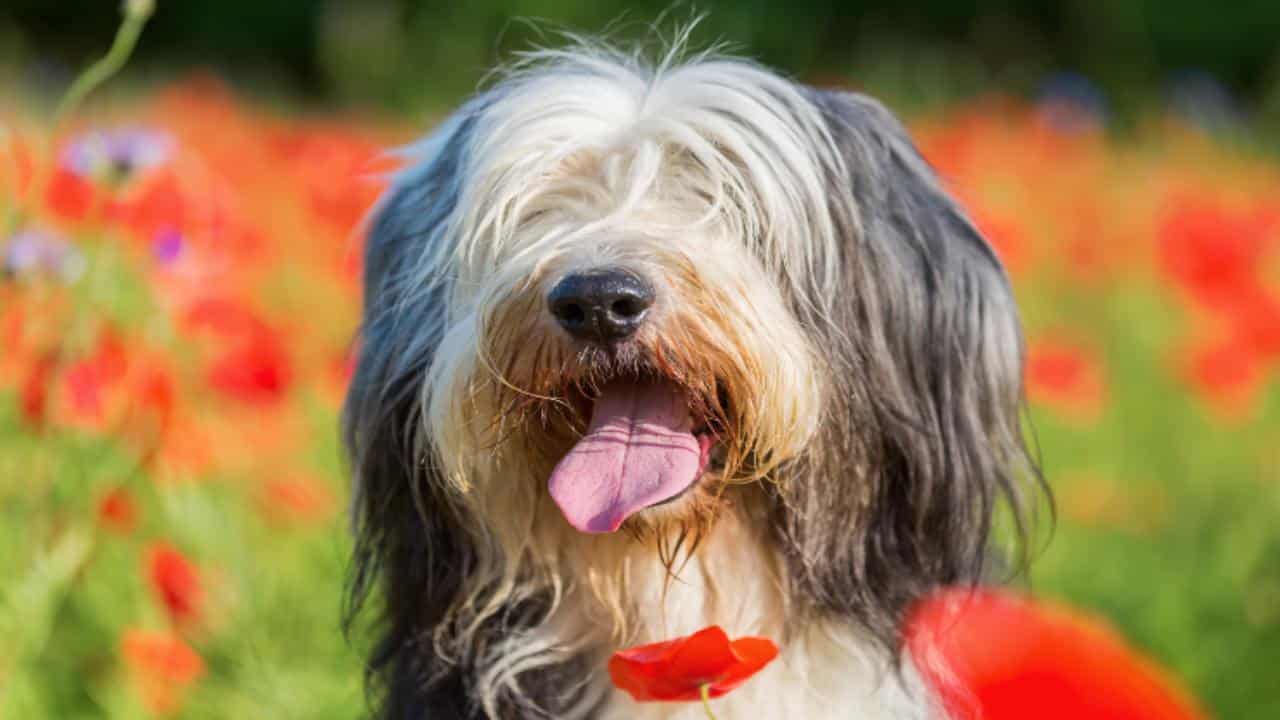 Nutrición del Bearded Collie: cuánto debe comer, los alimentos ...
