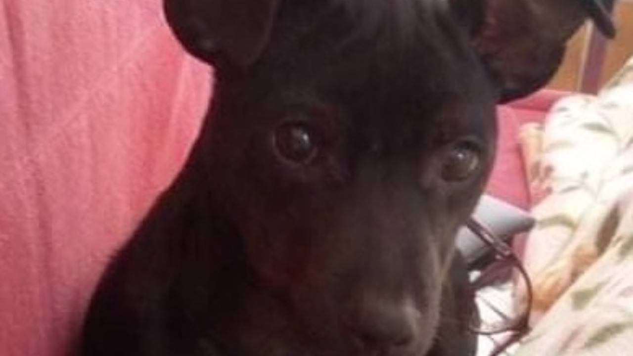 El perro Pepe, la "madre" queda embarazada, no hay lugar para él: busca ...