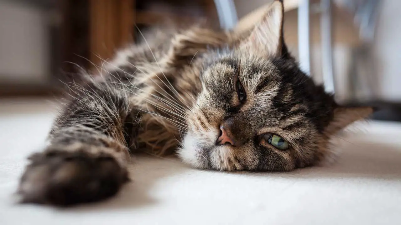 Astenia cutánea en gatos: que es el síndrome de Ehlers-Danlos en ...