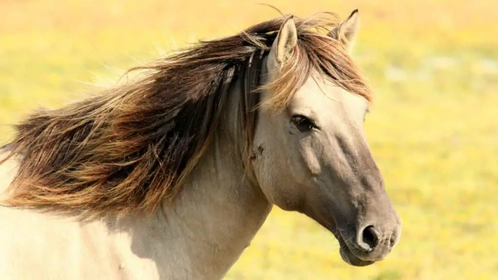 Asma equina severa: síntomas y remedios de la enfermedad respiratoria ...